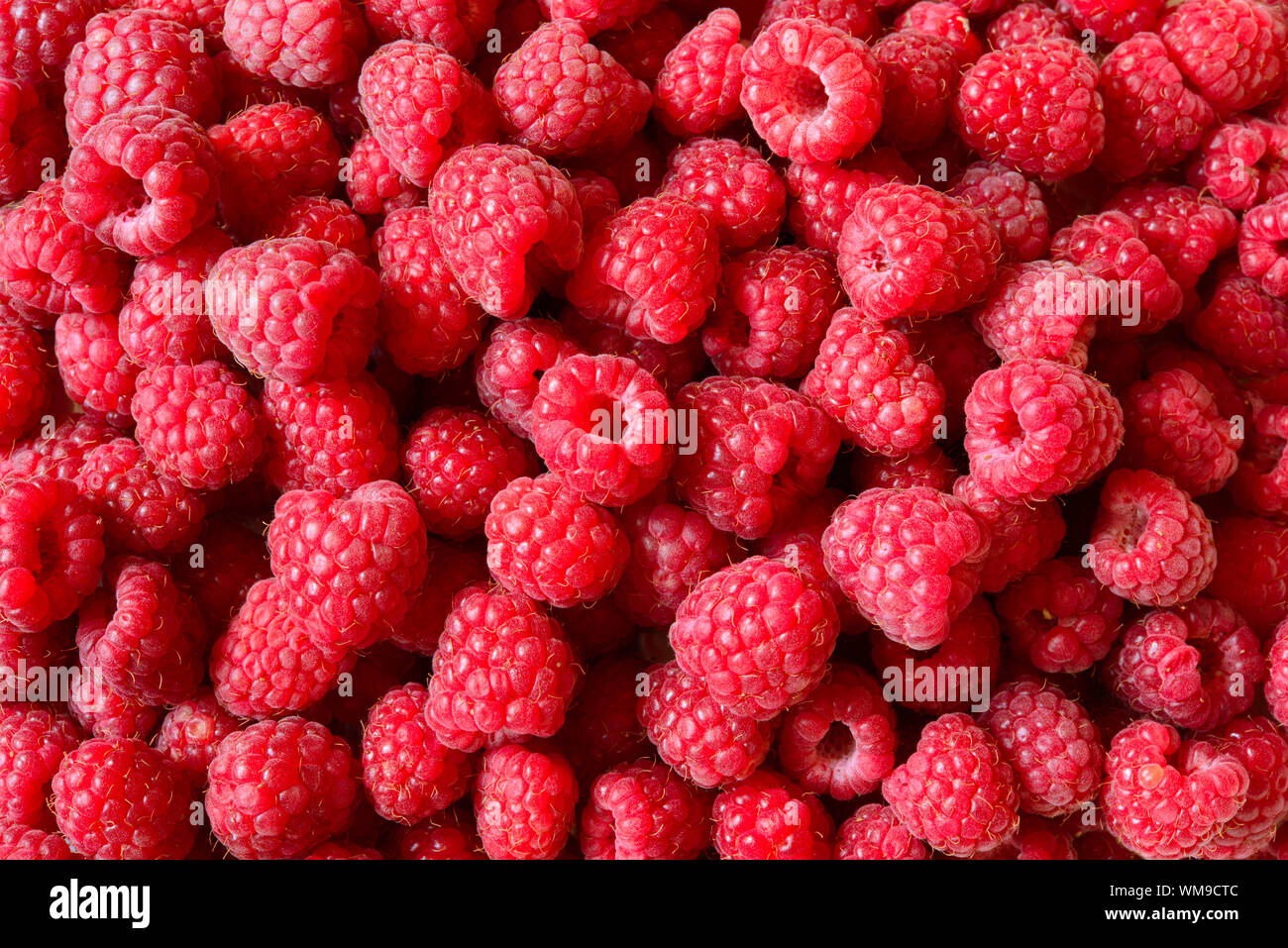 Beautiful Red Summer Background of Ripe Juicy Raspberries Stock Photo ...