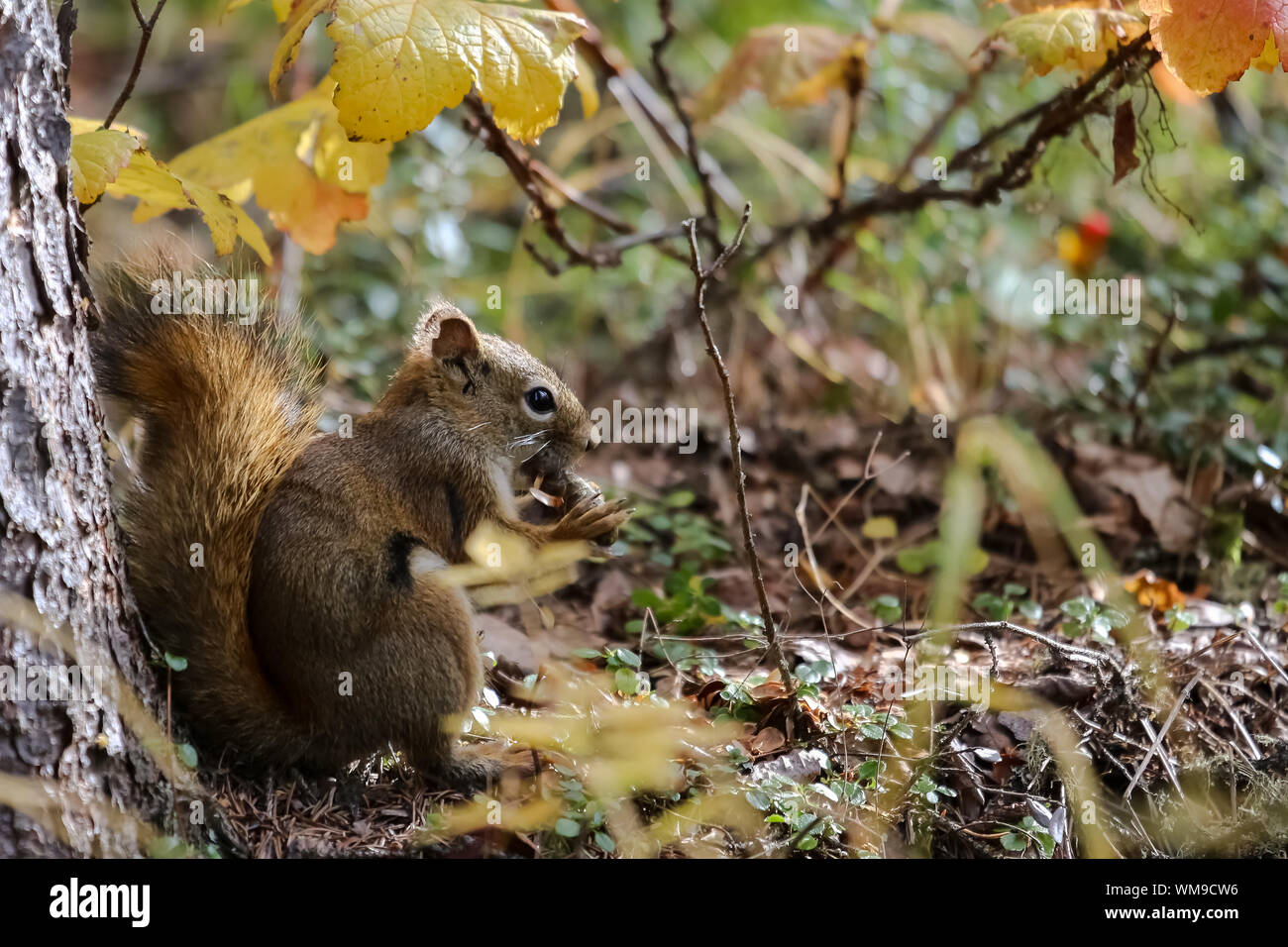 Alaska red squirrel hi-res stock photography and images - Alamy
