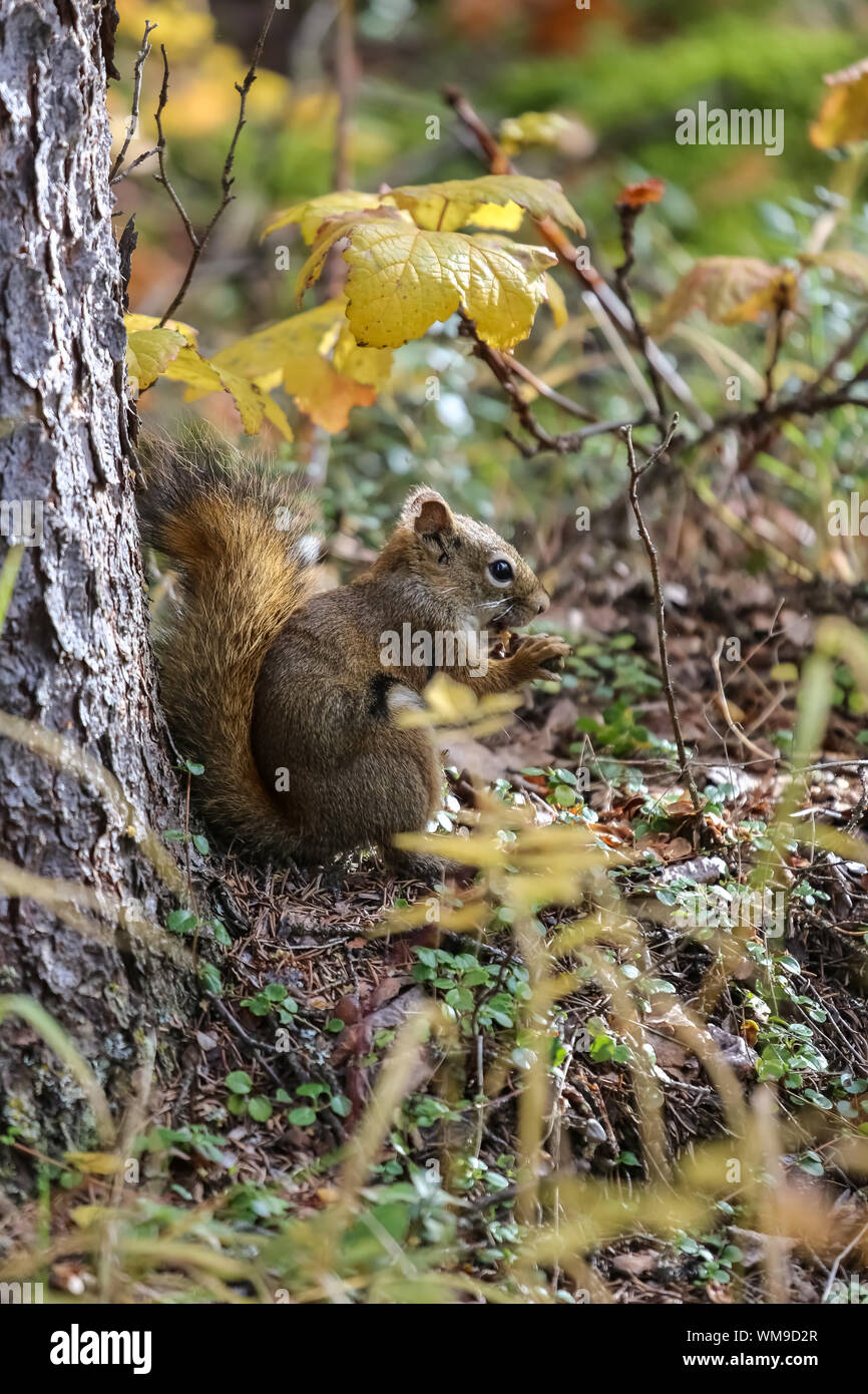 Alaska red squirrel hi-res stock photography and images - Alamy