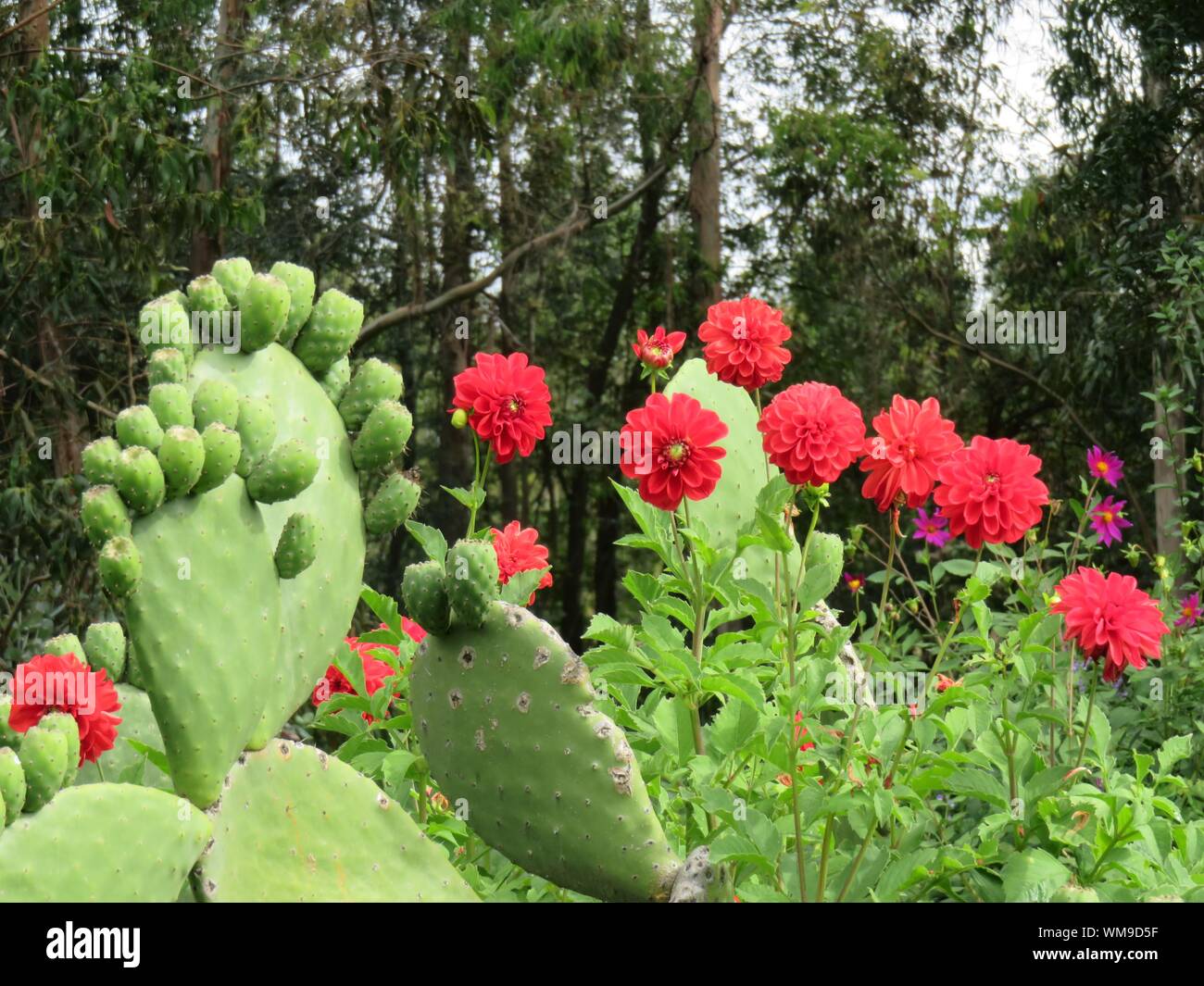 Poppy tree hi-res stock photography and images - Alamy