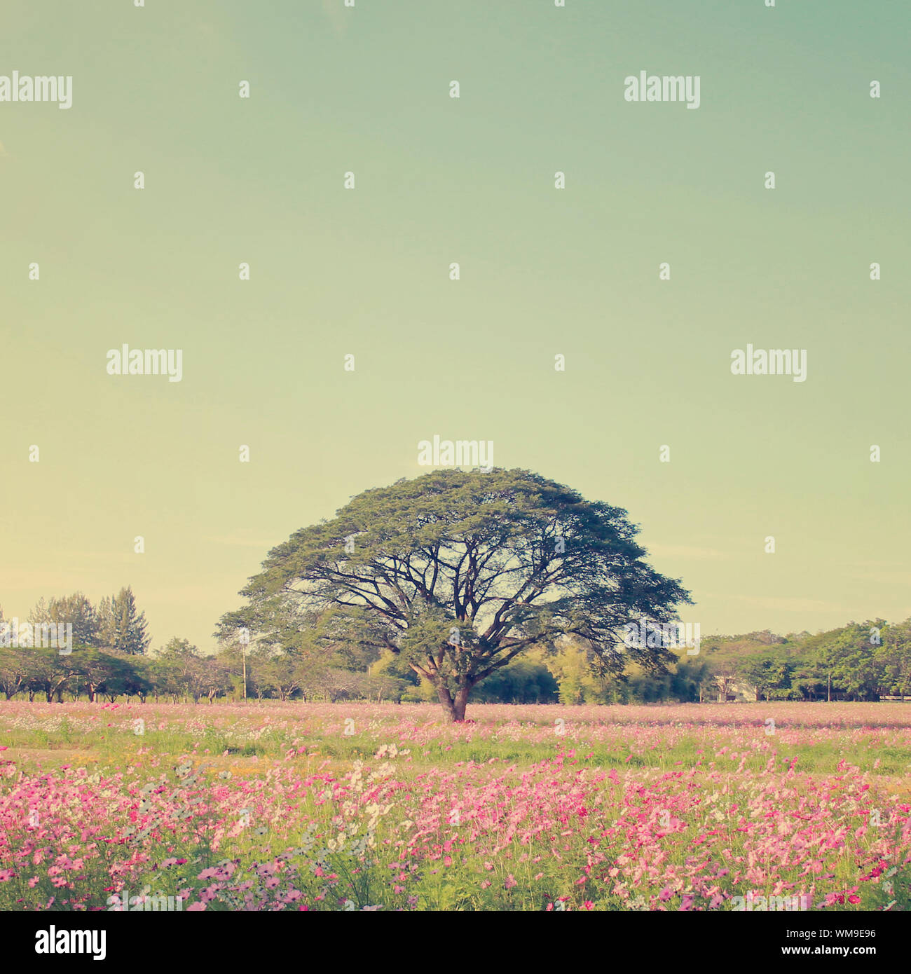 Beautiful tree in colorful field with retro filter effect Stock Photo ...