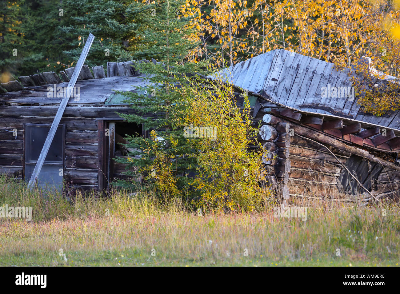 Old Trapper log cabin decayed, Copper Center, Alaska Stock Photo - Alamy
