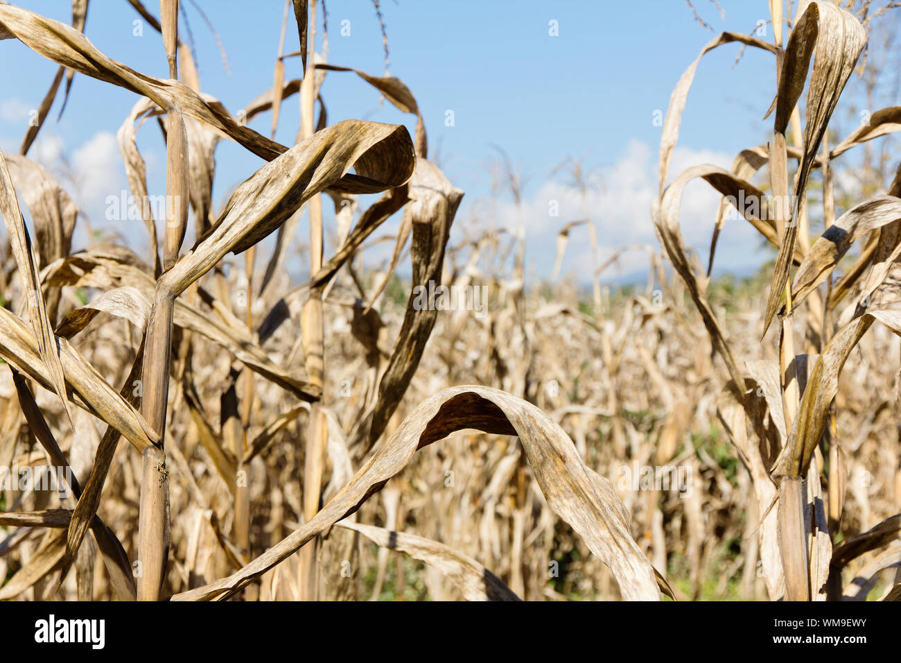 drought corn field Stock Photo - Alamy