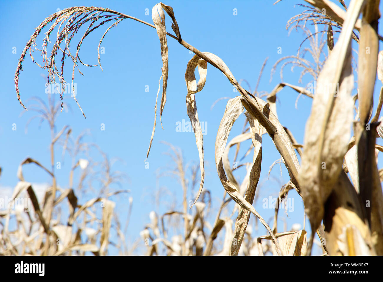 drought corn field Stock Photo - Alamy