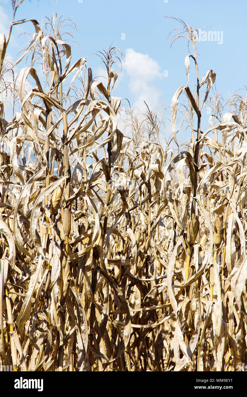 drought corn field Stock Photo - Alamy