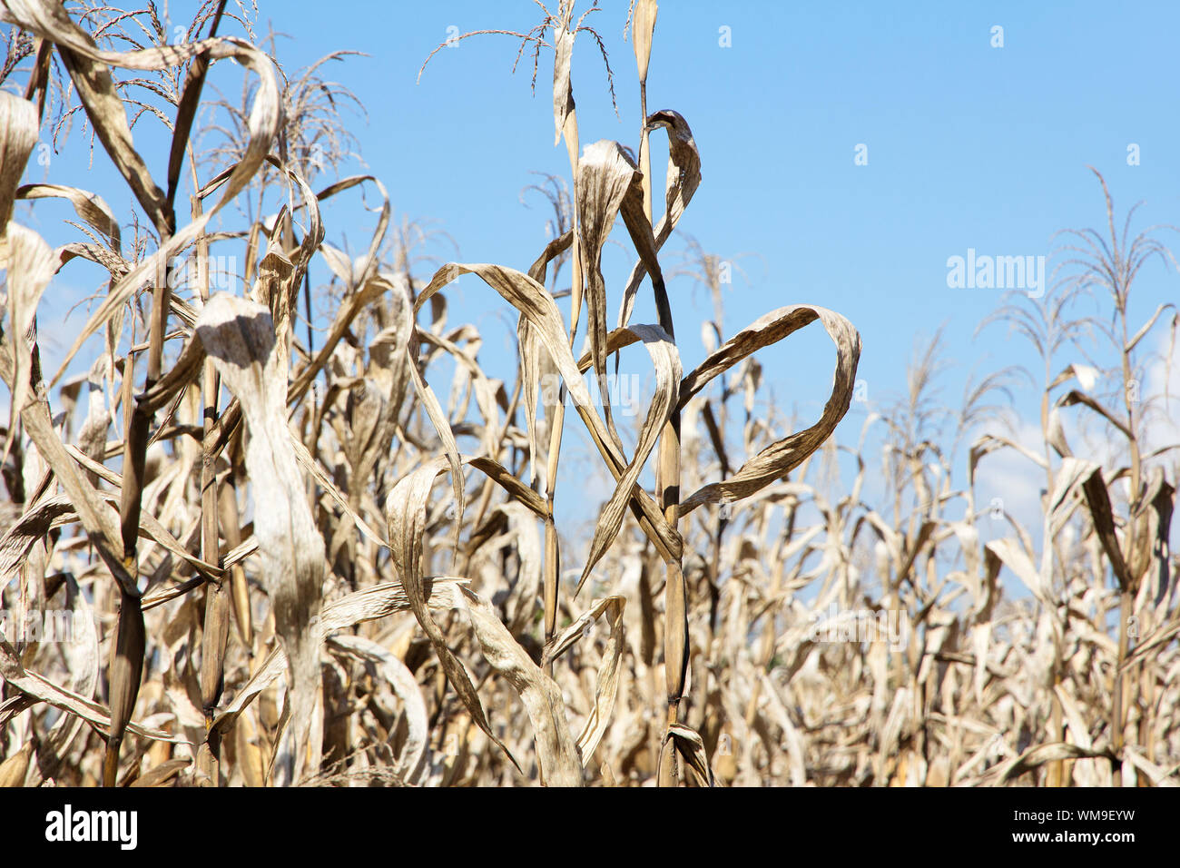 Corn damaged by drought hi-res stock photography and images - Alamy