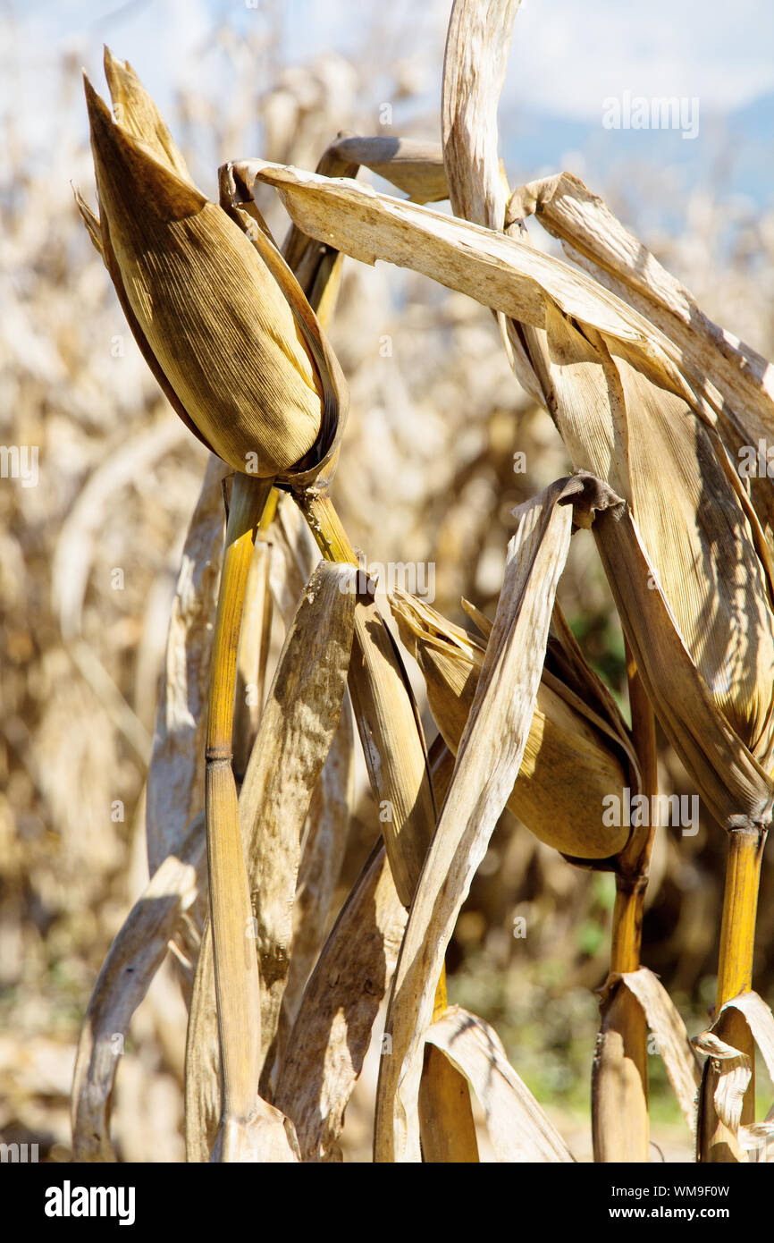 Drought corn field hi-res stock photography and images - Alamy