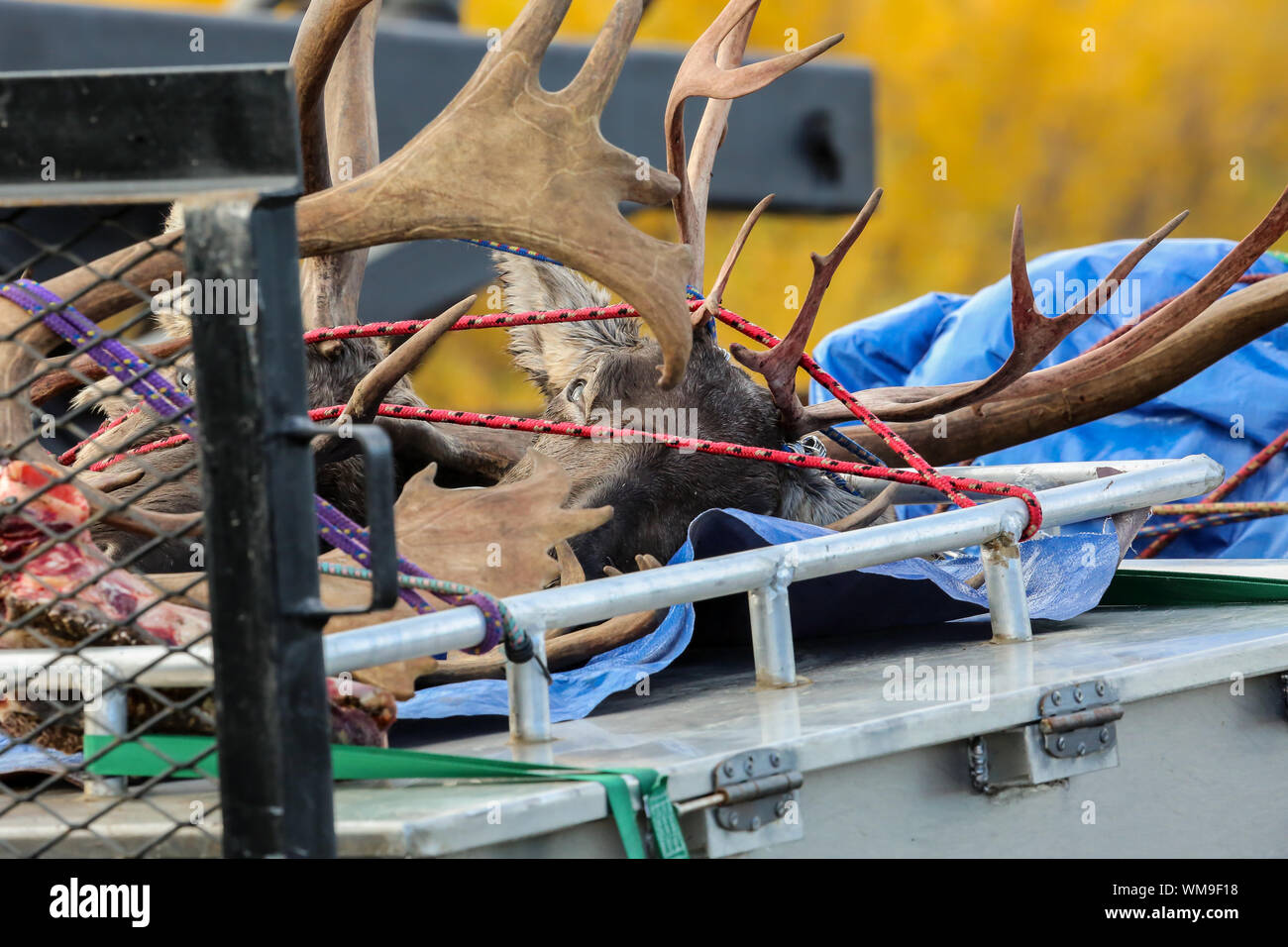 Hunting trophies, moose heads with horns on a huntsmen vehicle ...