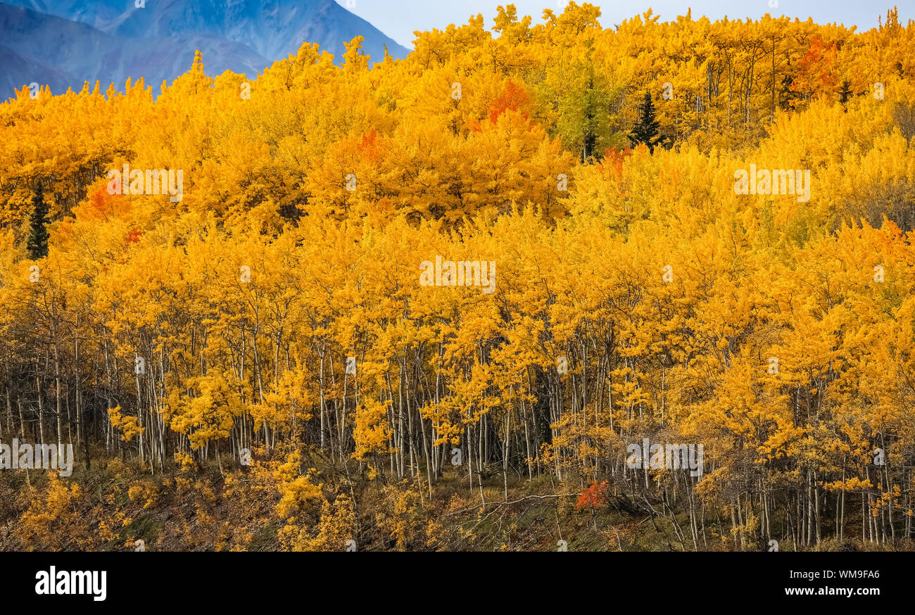 Fall landscape in Denali National Park, Alaska Stock Photo - Alamy