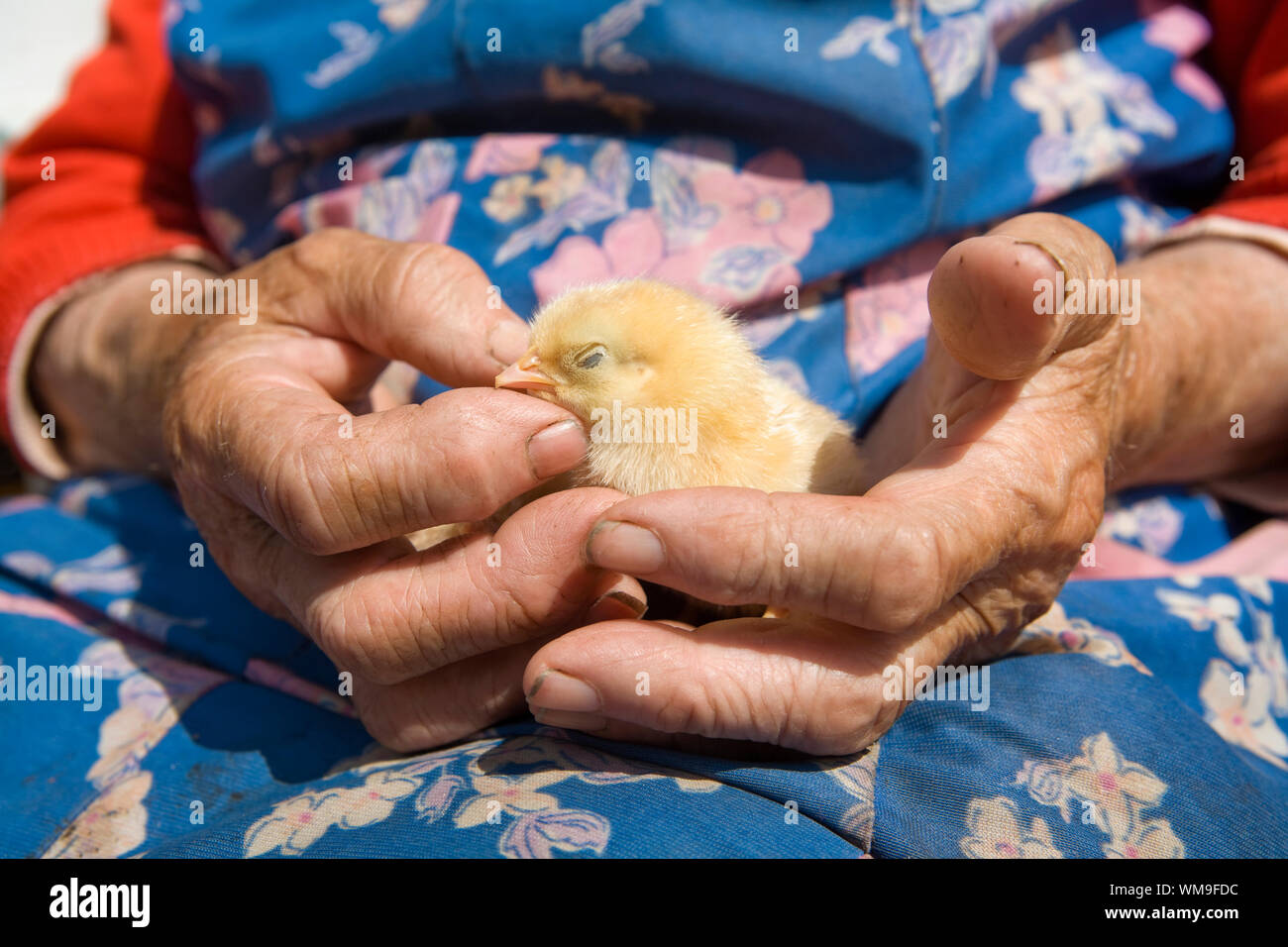 old peasant woman holding chicken in her wrinkled hands Stock Photo - Alamy