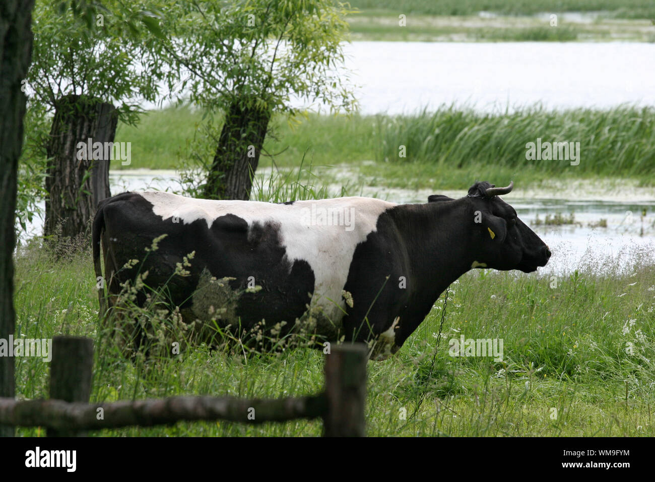 Marsh cow hi-res stock photography and images - Alamy