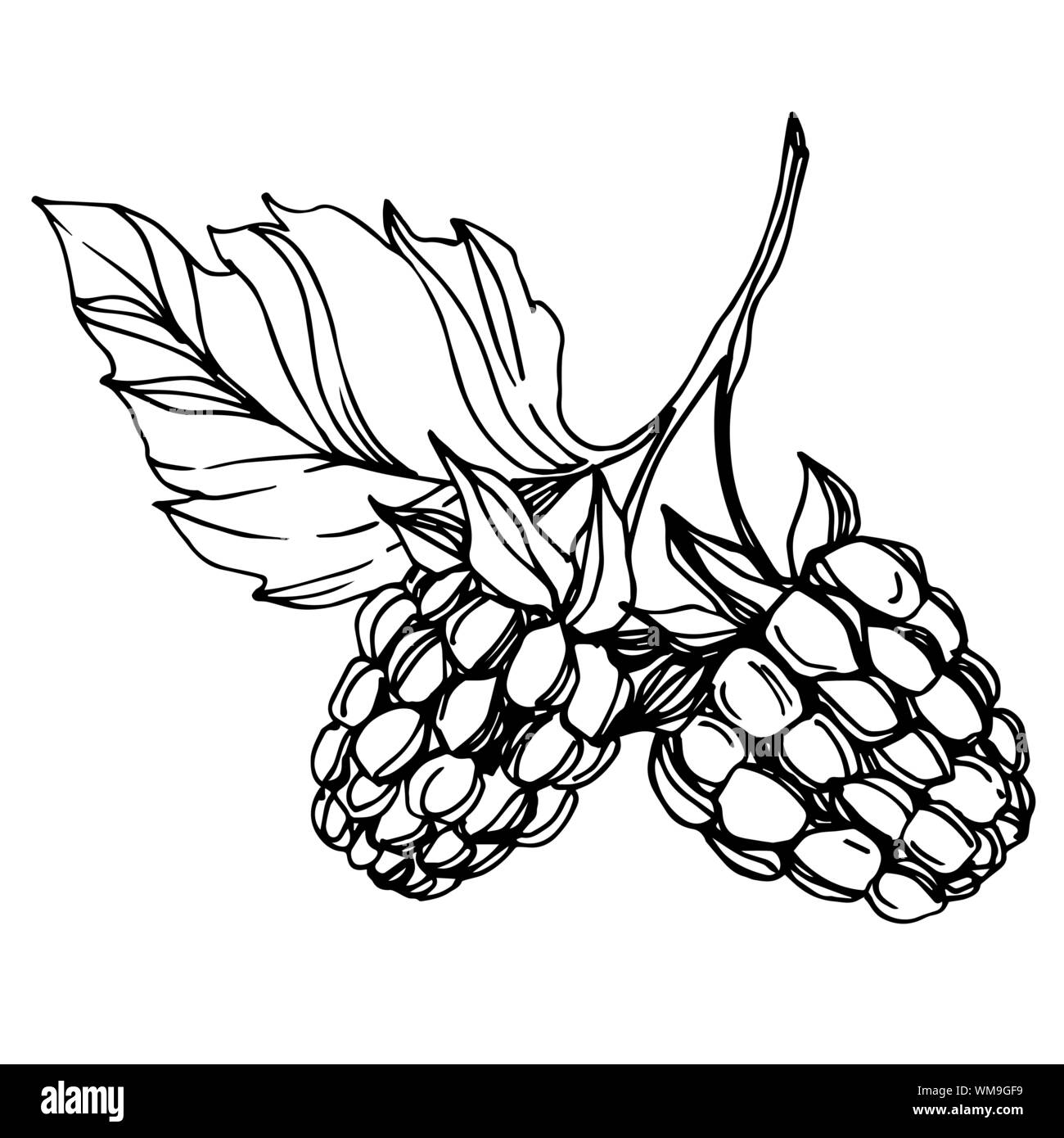 Vector Raspberry healthy food fresh berry isolated element. Black and ...