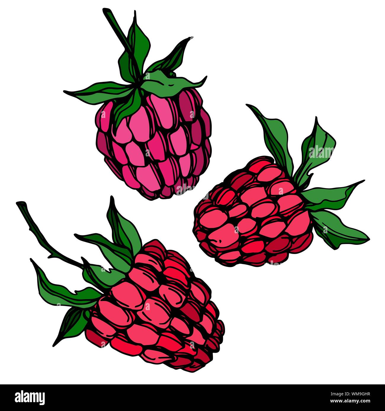 Vector Raspberry healthy food fresh berry isolated element. Black and ...
