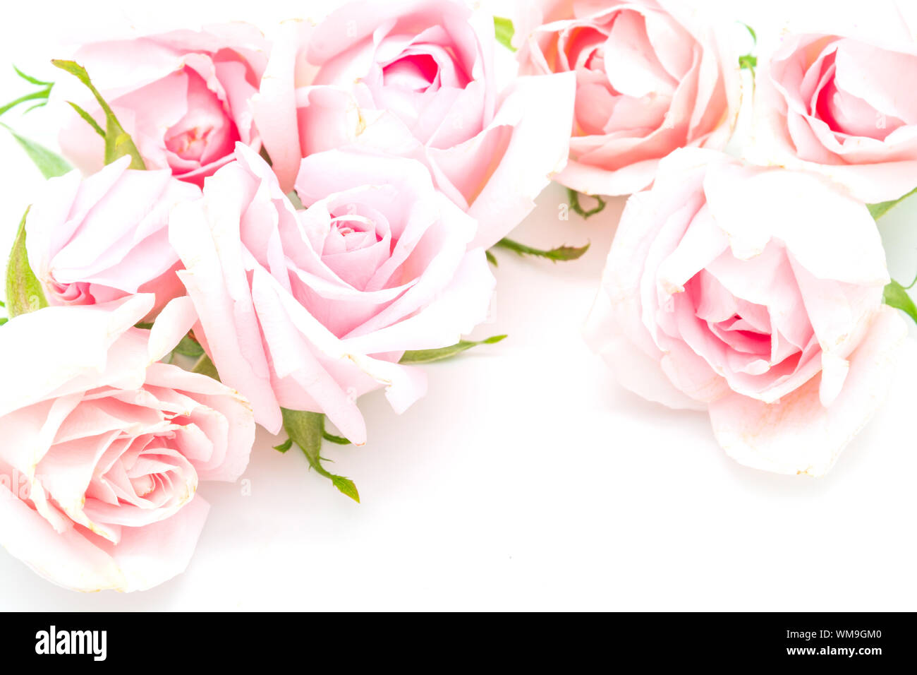 Beautiful pink rose flower, isolated on white background Stock Photo ...