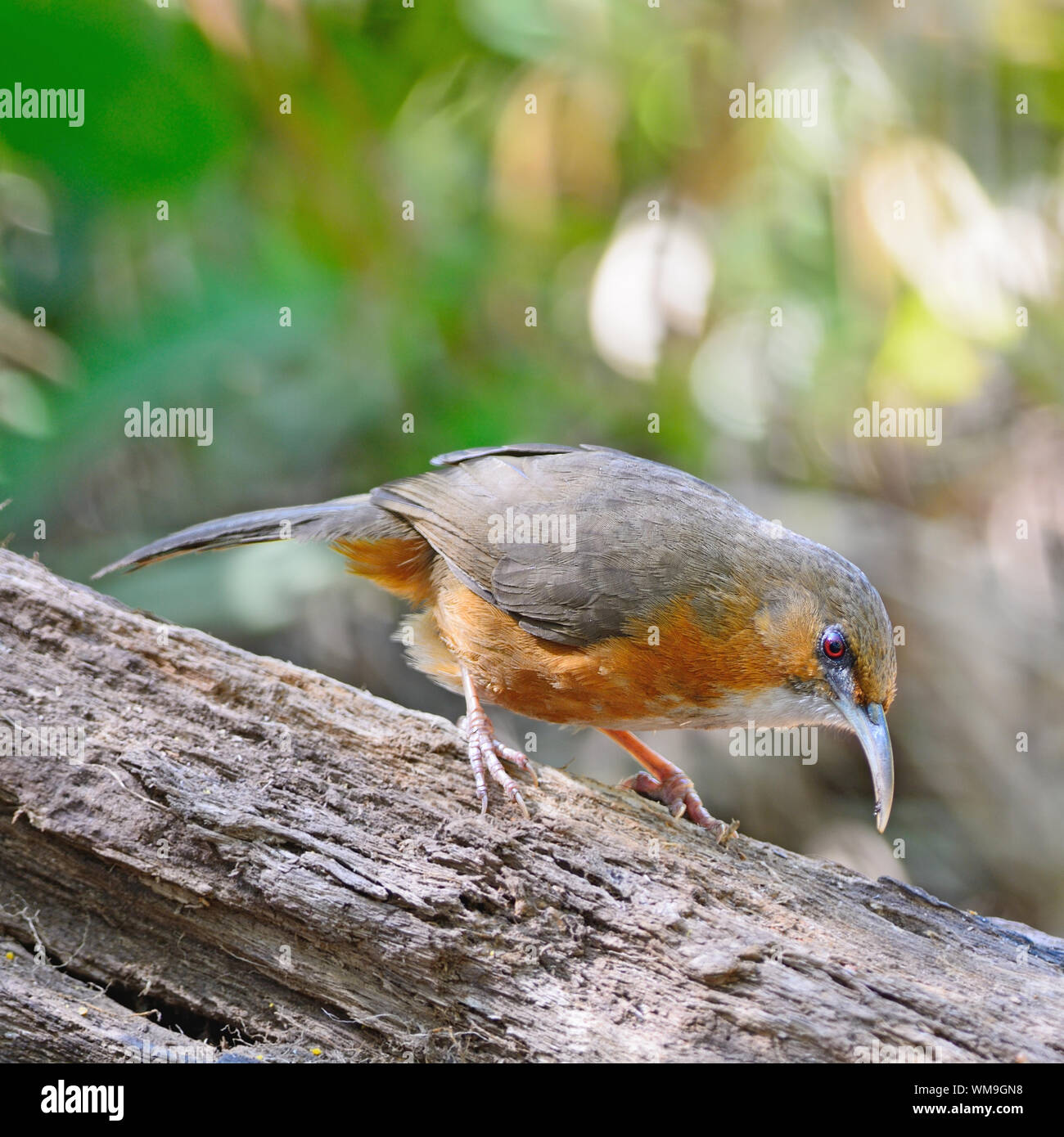 Brown bird, Rusty-cheeked Scimitar-babbler (Pomatorhinus erythrogenys ...