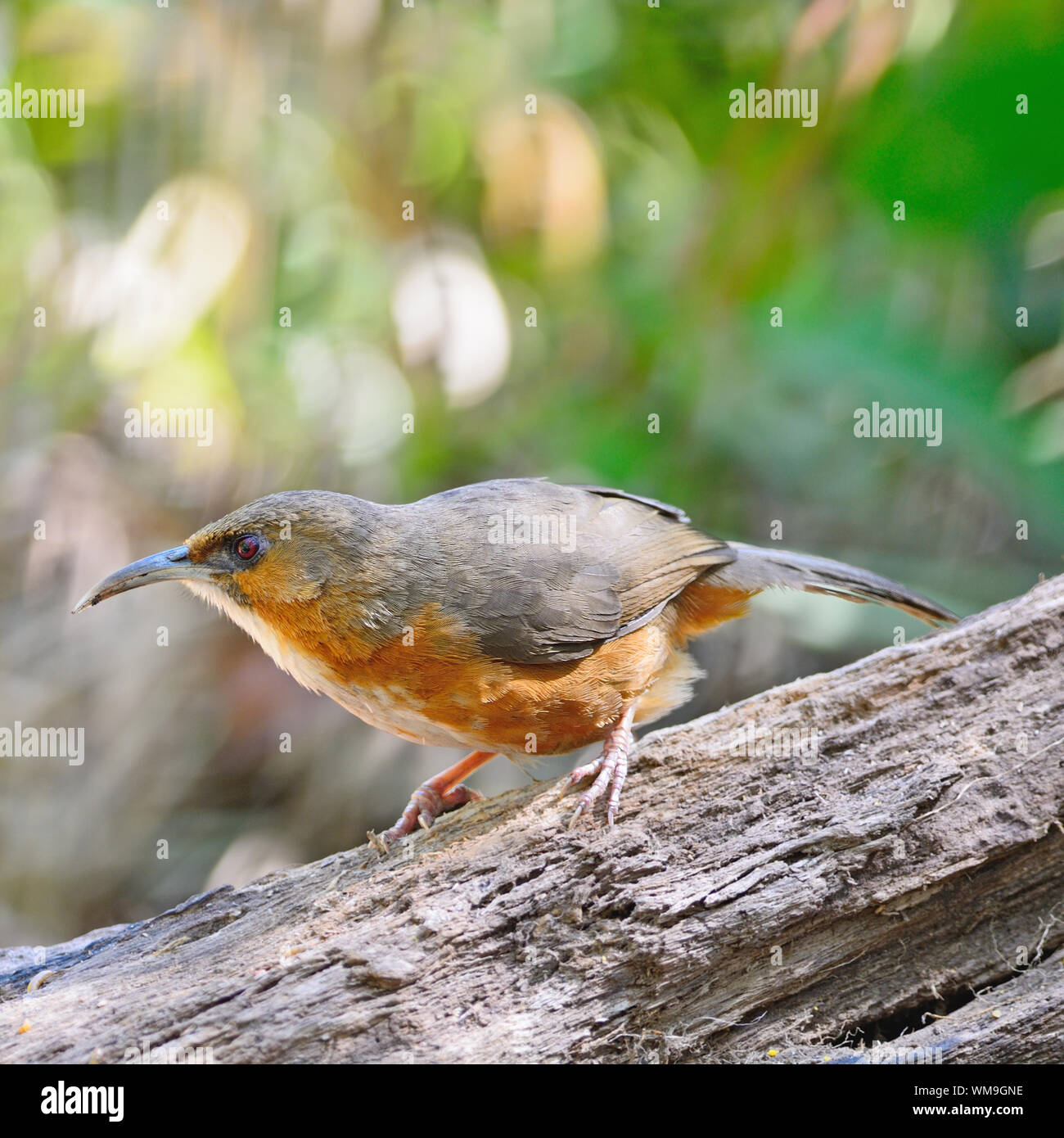 Brown bird, Rusty-cheeked Scimitar-babbler (Pomatorhinus erythrogenys ...