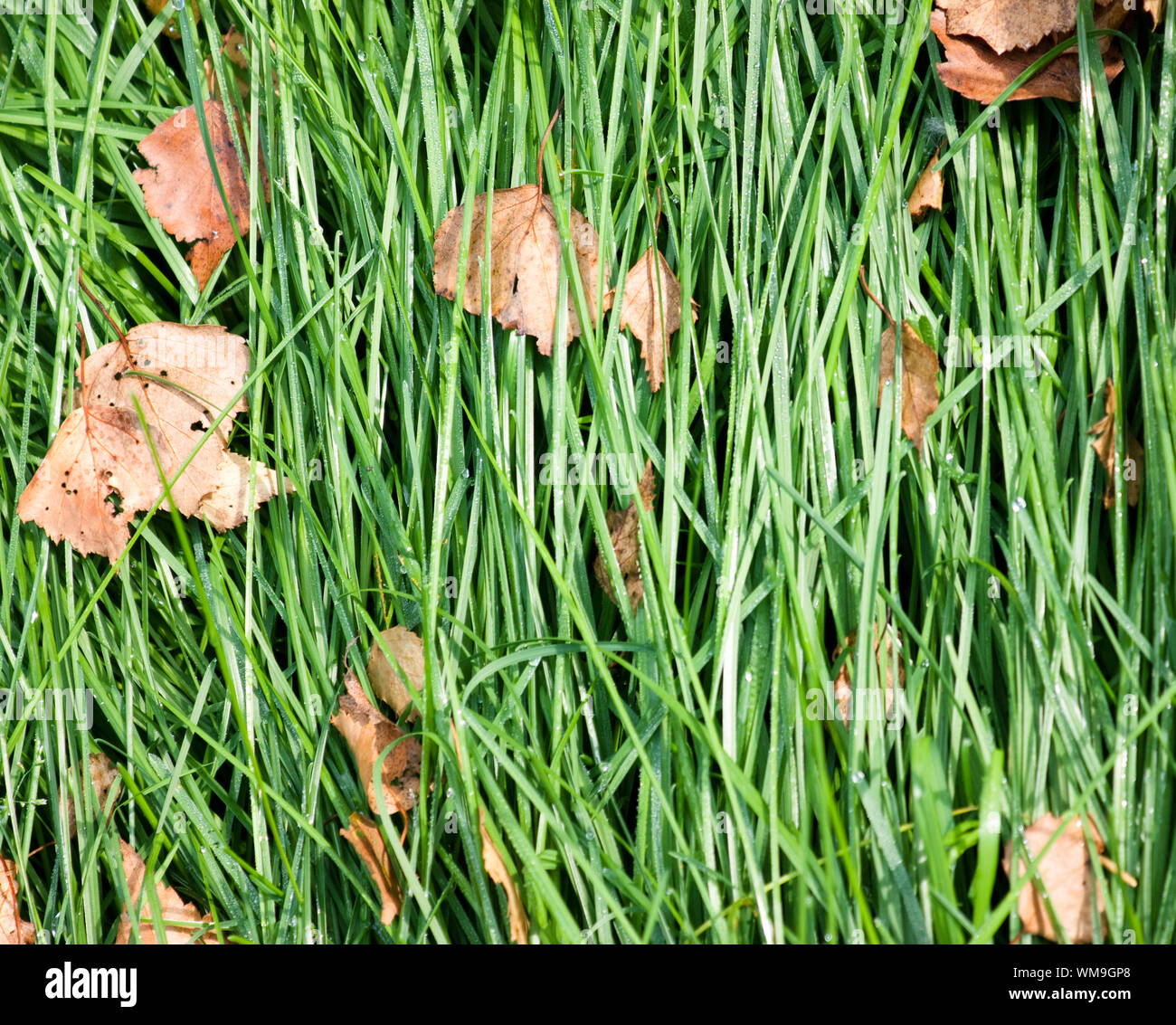 Urban grasslands hi-res stock photography and images - Alamy