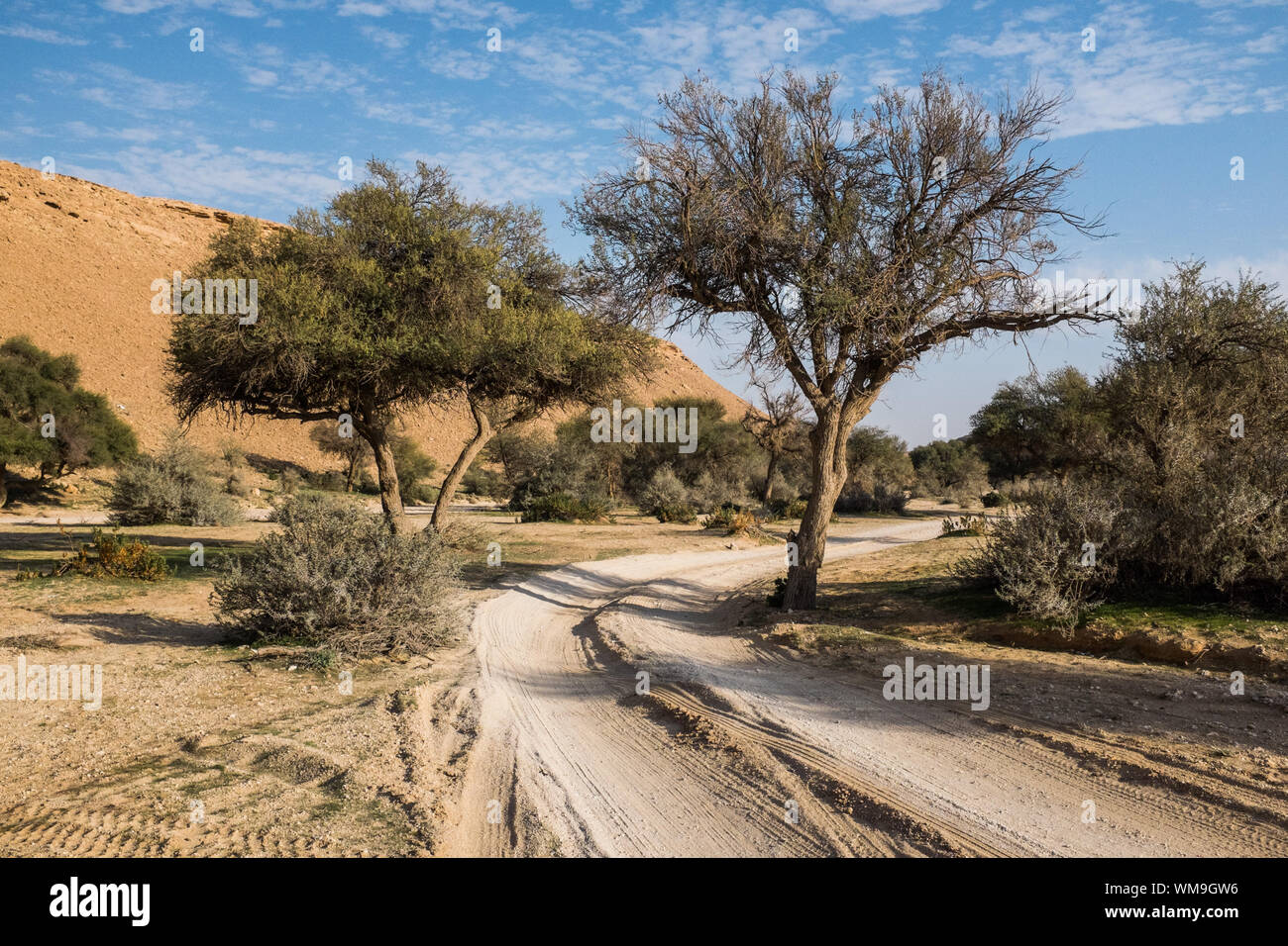 Saudi trees hi-res stock photography and images - Alamy