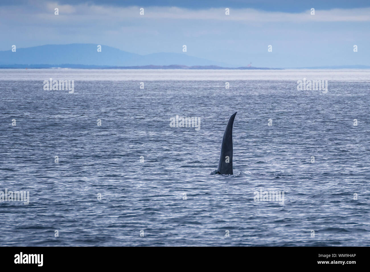 Whale in lake hi-res stock photography and images - Alamy