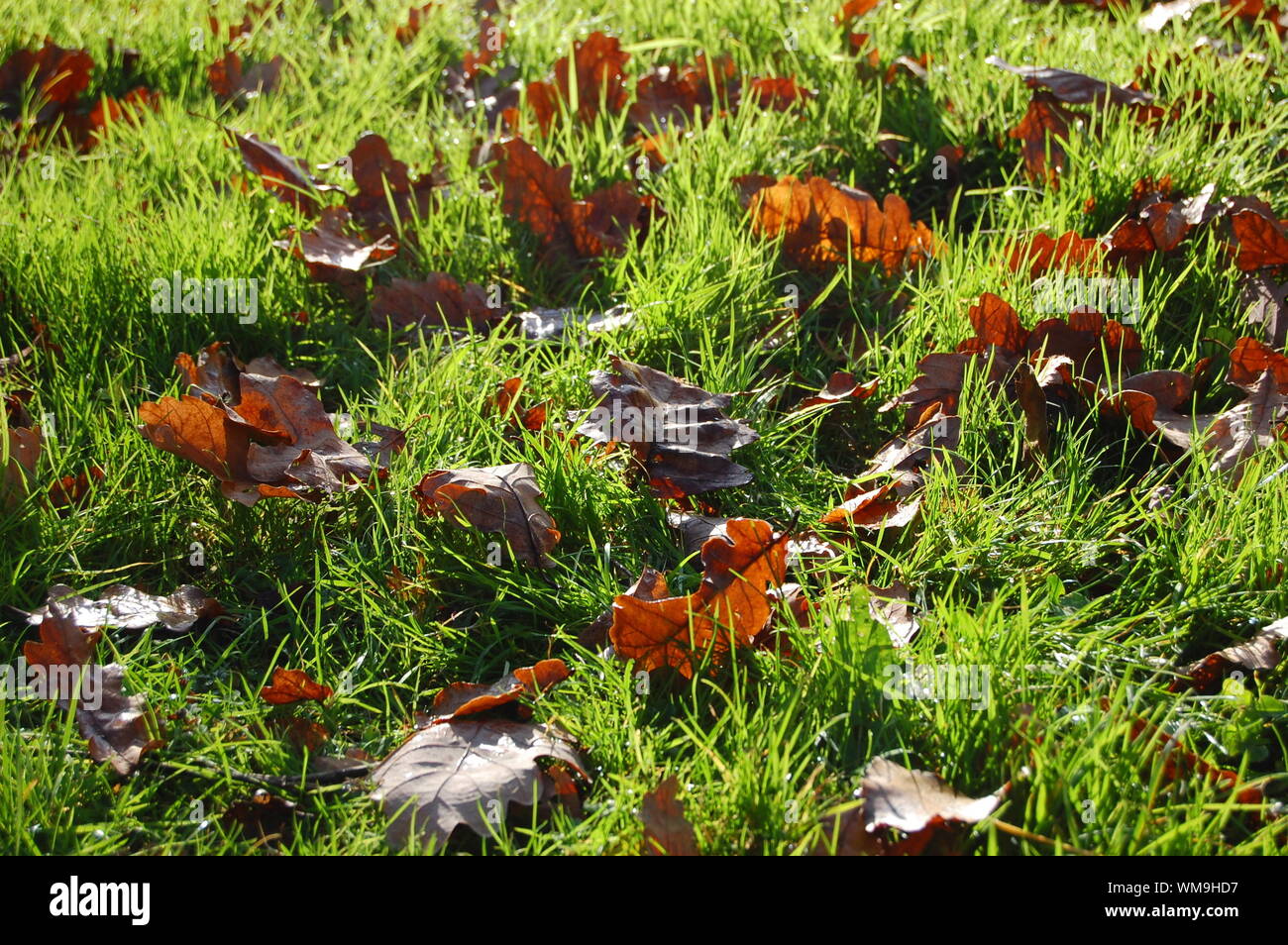 grass texture with leaves in autumn for background Stock Photo - Alamy