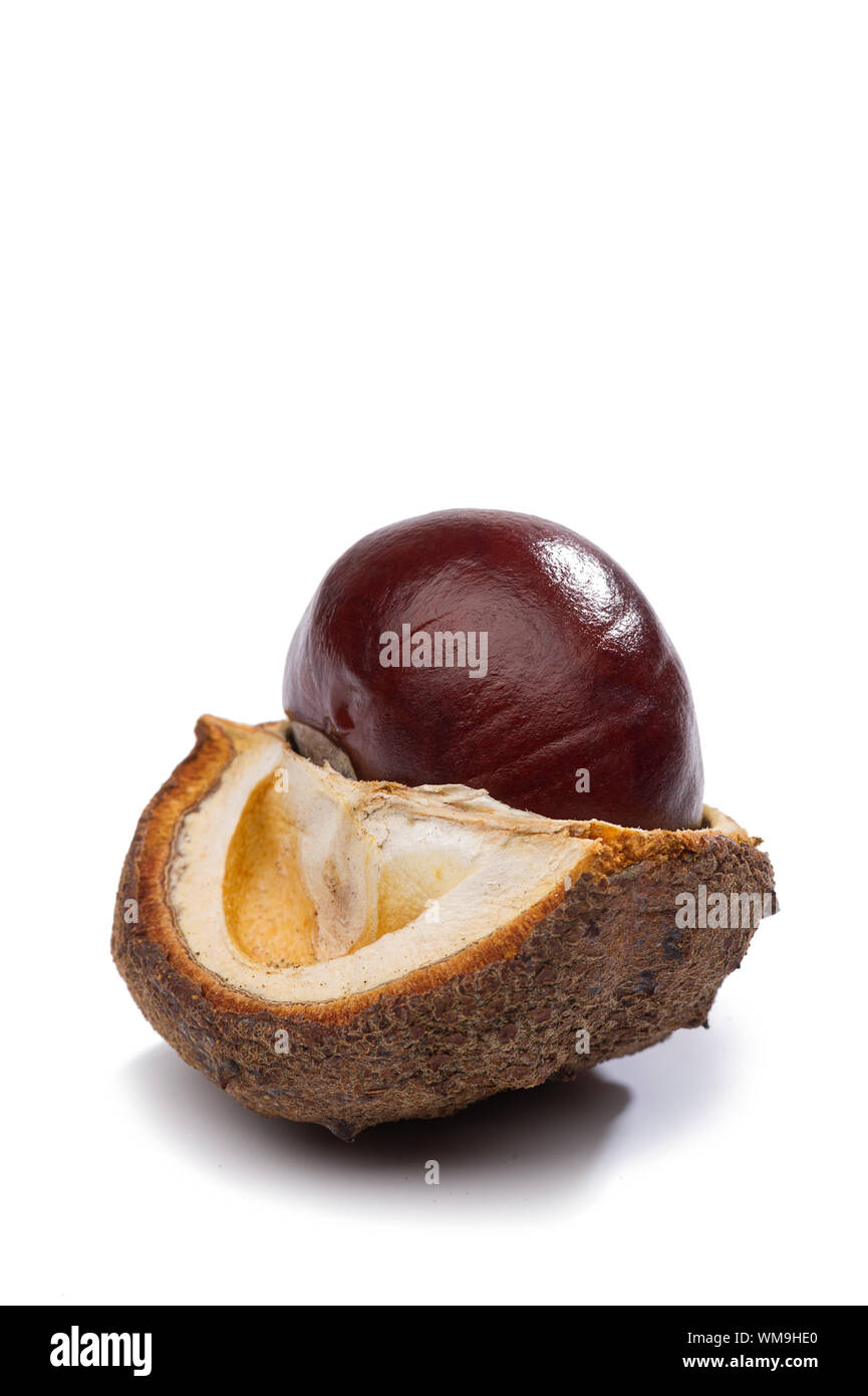 Winter seed pod Cut Out Stock Images & Pictures - Alamy