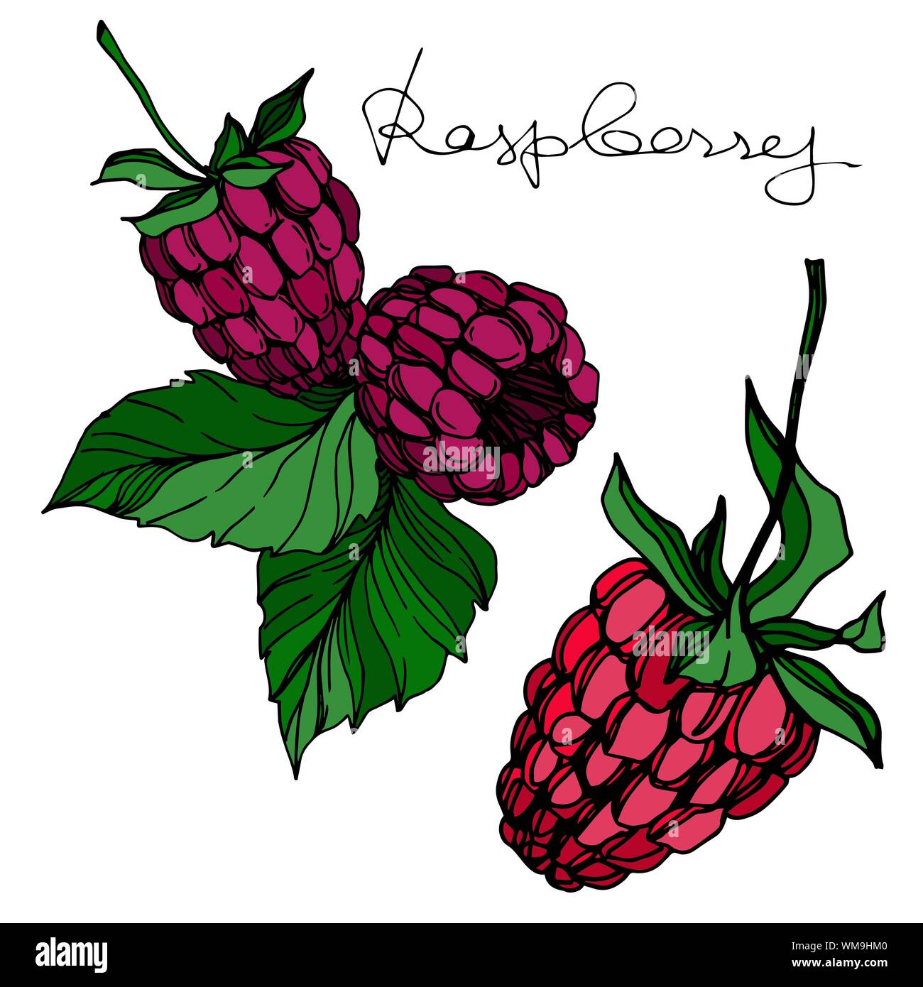 Vector Raspberry healthy food fresh berry isolated element. Black and ...