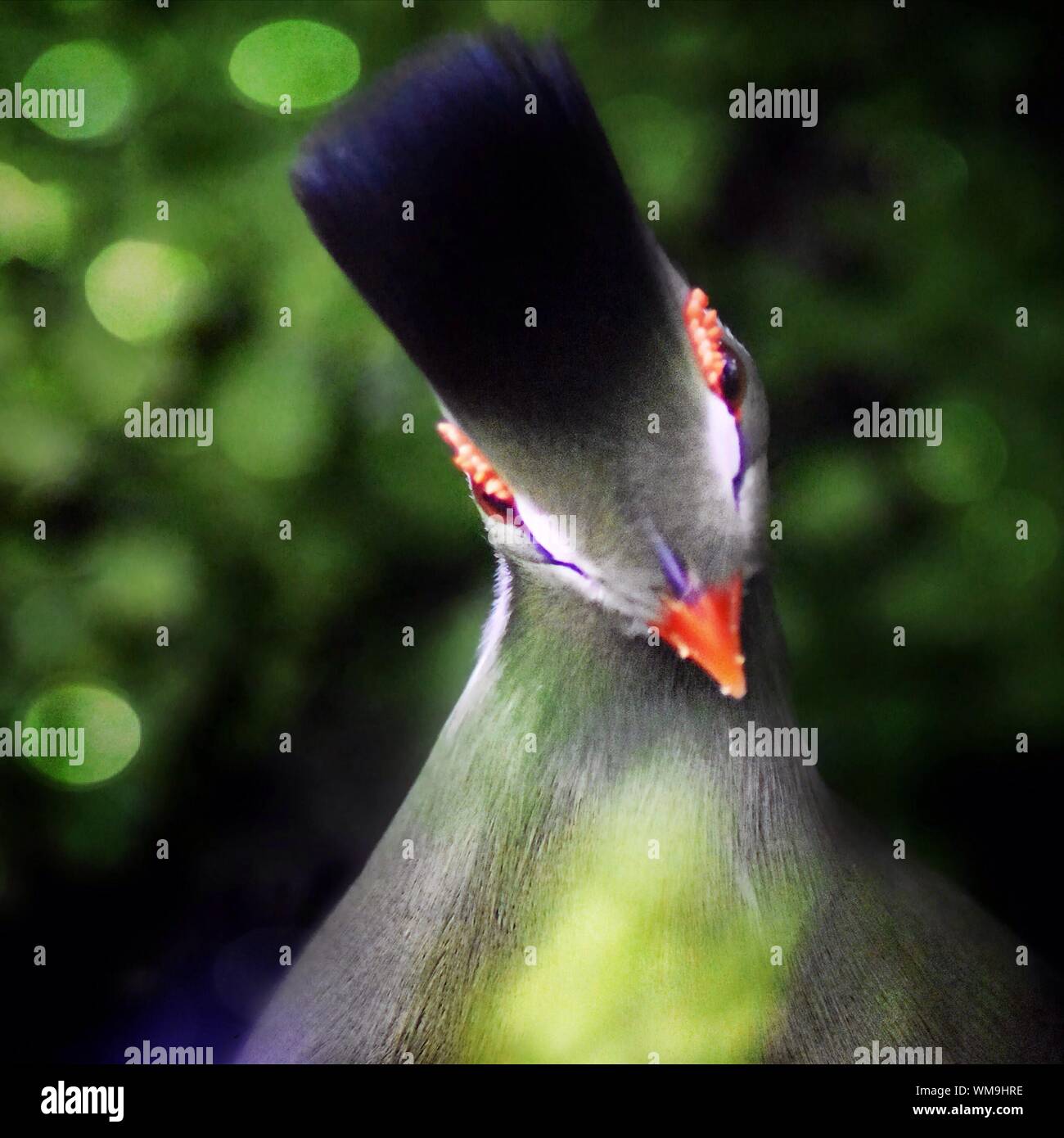 One turaco hi-res stock photography and images - Alamy