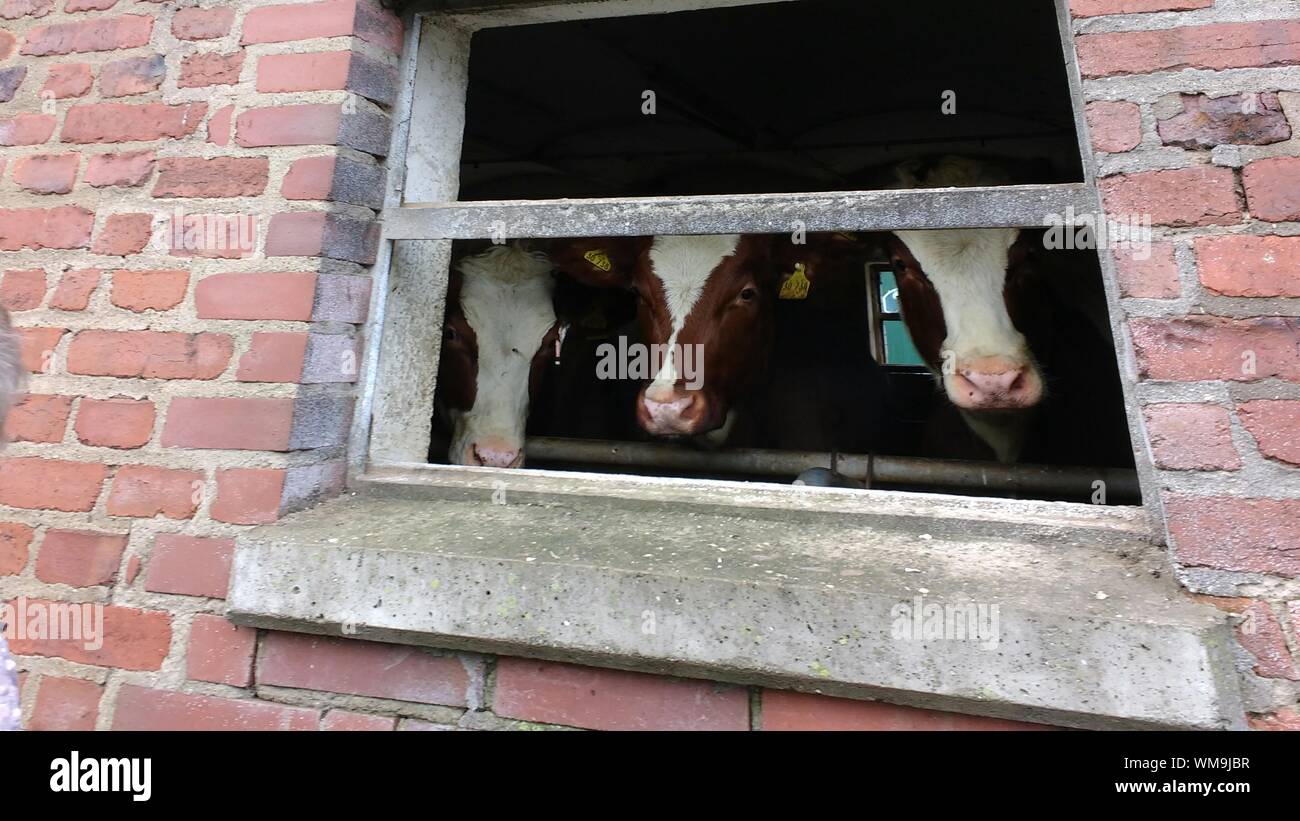 Cows through window hi-res stock photography and images - Alamy