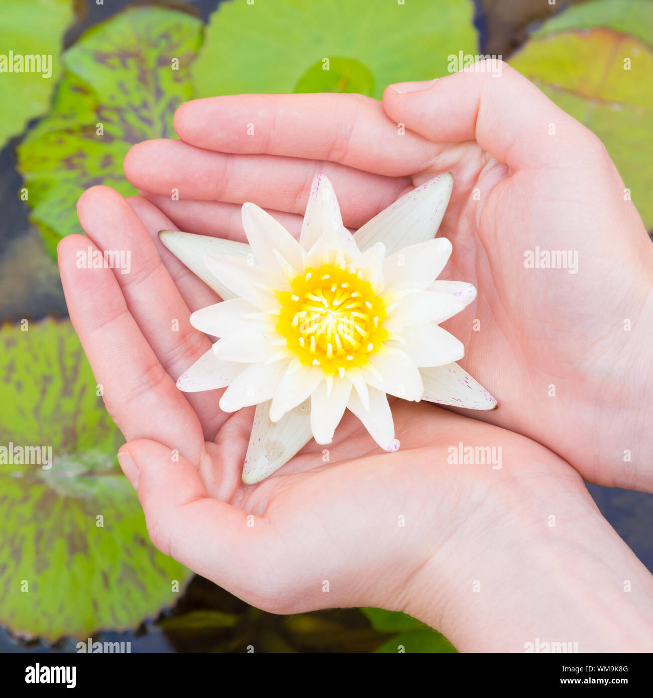 Hands holding lotus flower hi-res stock photography and images - Alamy