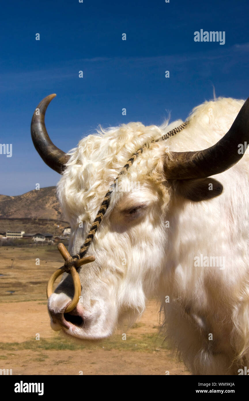 Close up Tibetan Yak portrait Stock Photo - Alamy