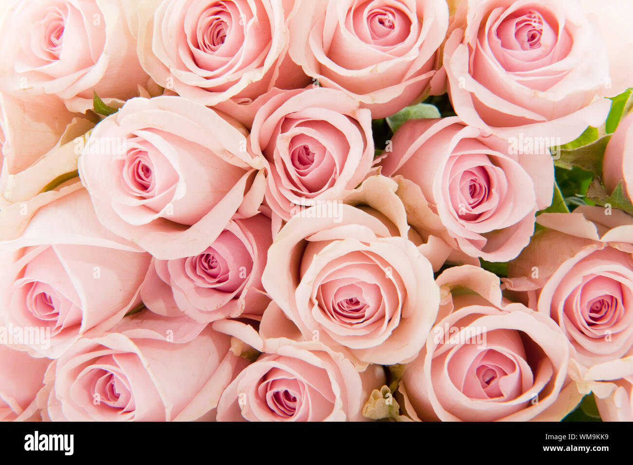 Many pink botanical roses filled as background Stock Photo - Alamy