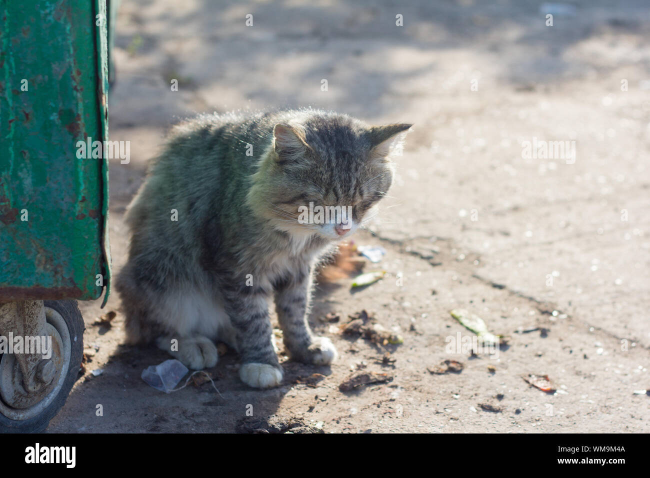 homeless cat lives on the street, sitting on the ground next to the ...
