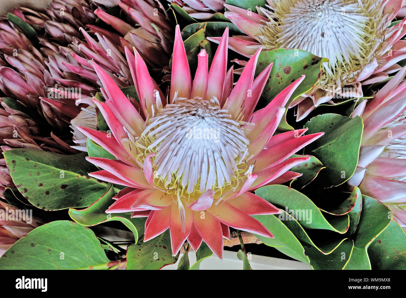 Protea cynaroides, the king protea, giant protea, honeypot or king ...