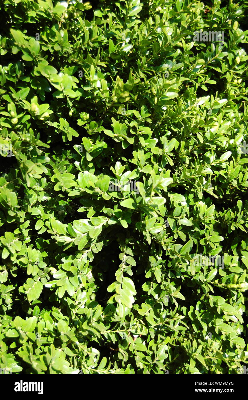 green plant texture or pattern can be used as background Stock Photo ...