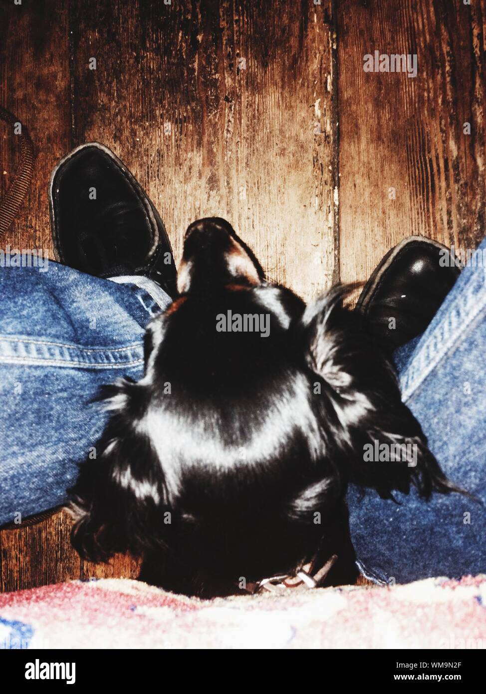Dog at feet hi-res stock photography and images - Alamy