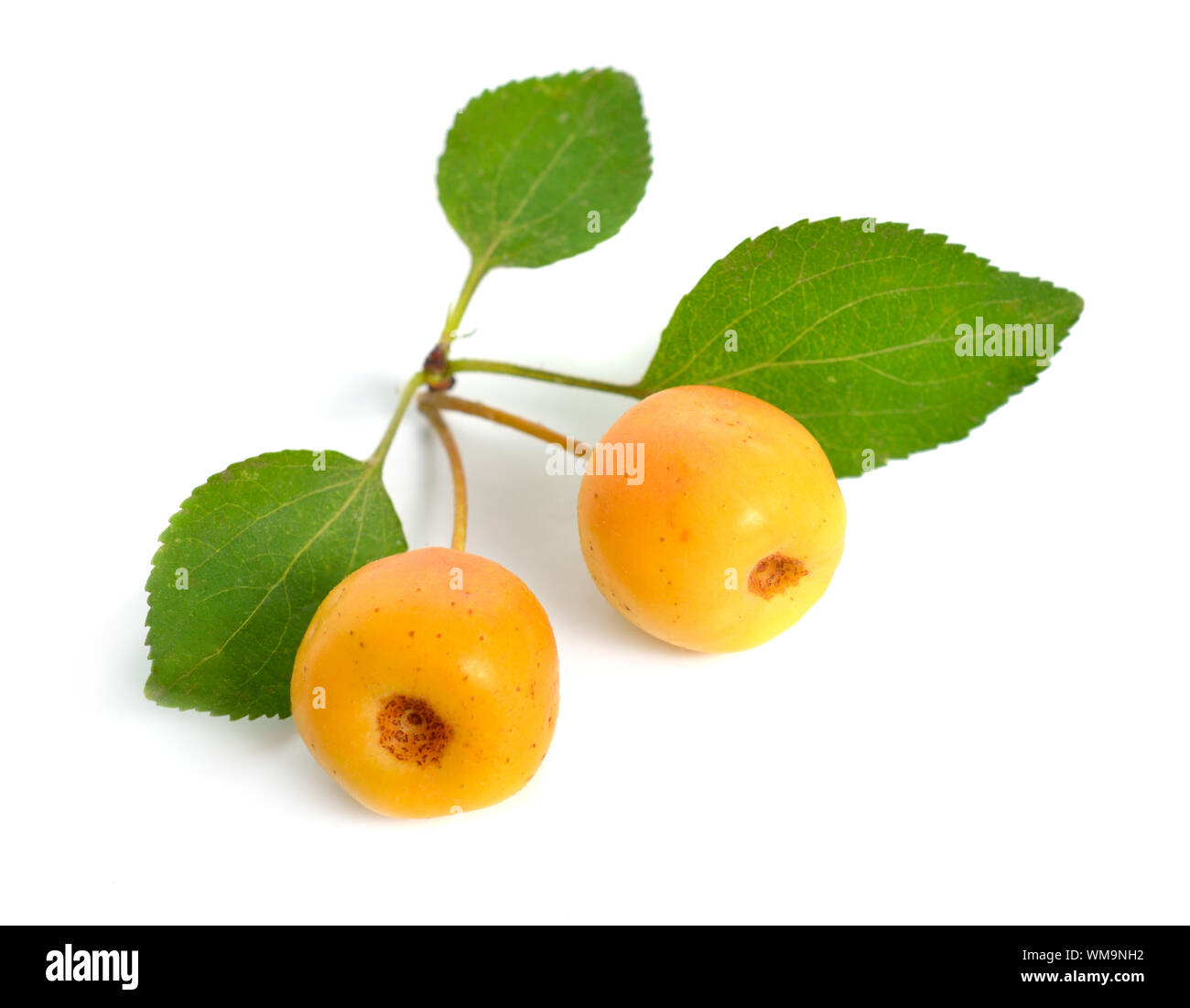 Malus baccata known by the common names Siberian crab apple, Siberian ...