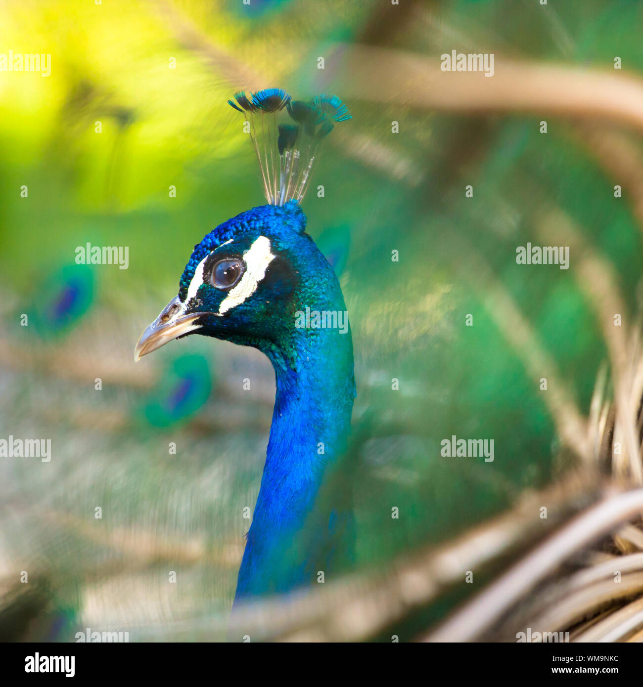 Peacock showing his majestic tail during the mating season Stock Photo ...