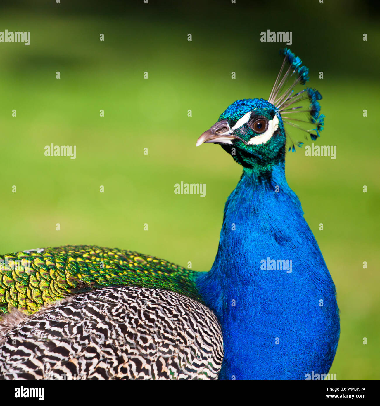 Peacock showing off Stock Photo - Alamy