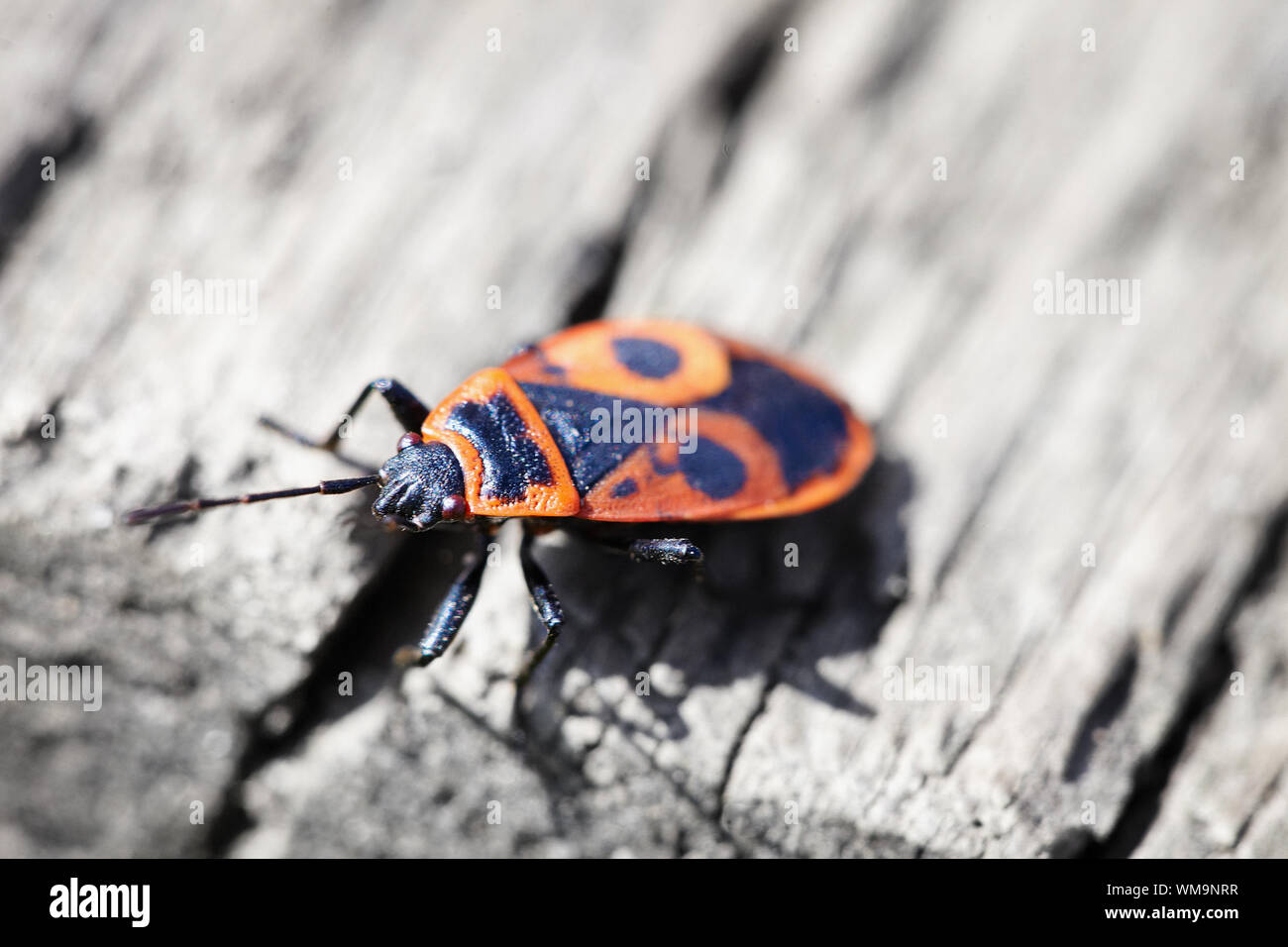 Red poison bug hi-res stock photography and images - Alamy