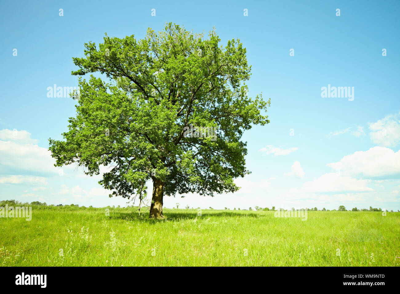 The huge old oak tree alone among the green meadows Stock Photo - Alamy