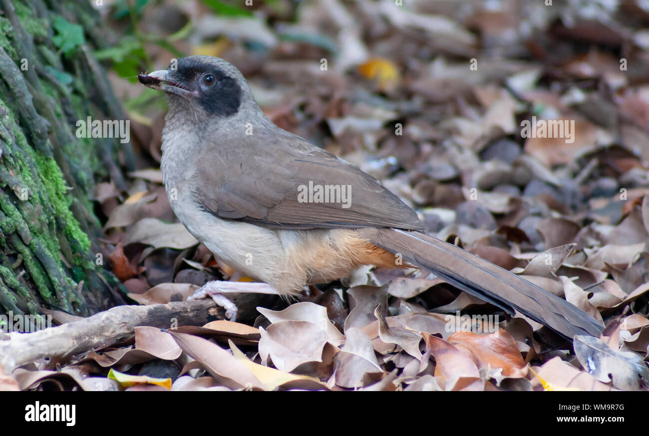 Masked laughingthrush hi-res stock photography and images - Alamy