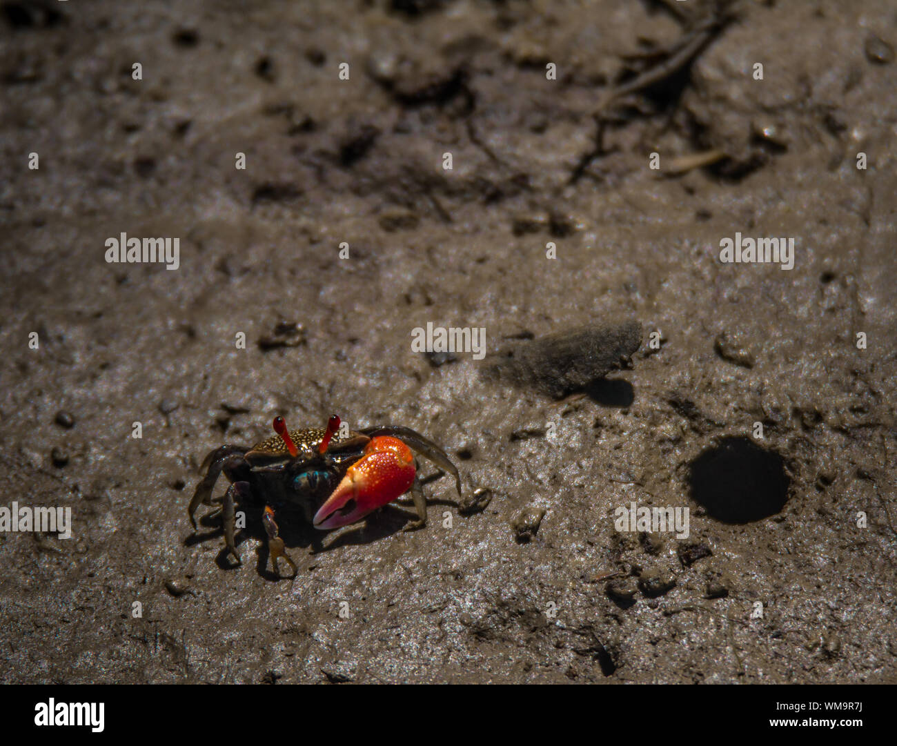 Mud Crab Mangrove Crab High Resolution Stock Photography and Images - Alamy