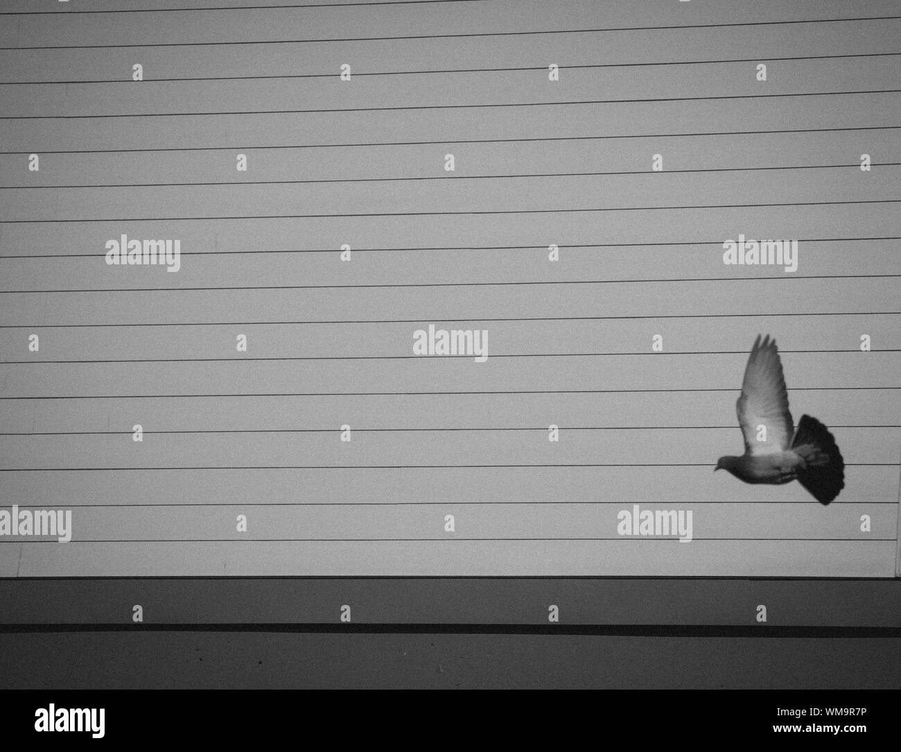 Flying bird side hi-res stock photography and images - Alamy