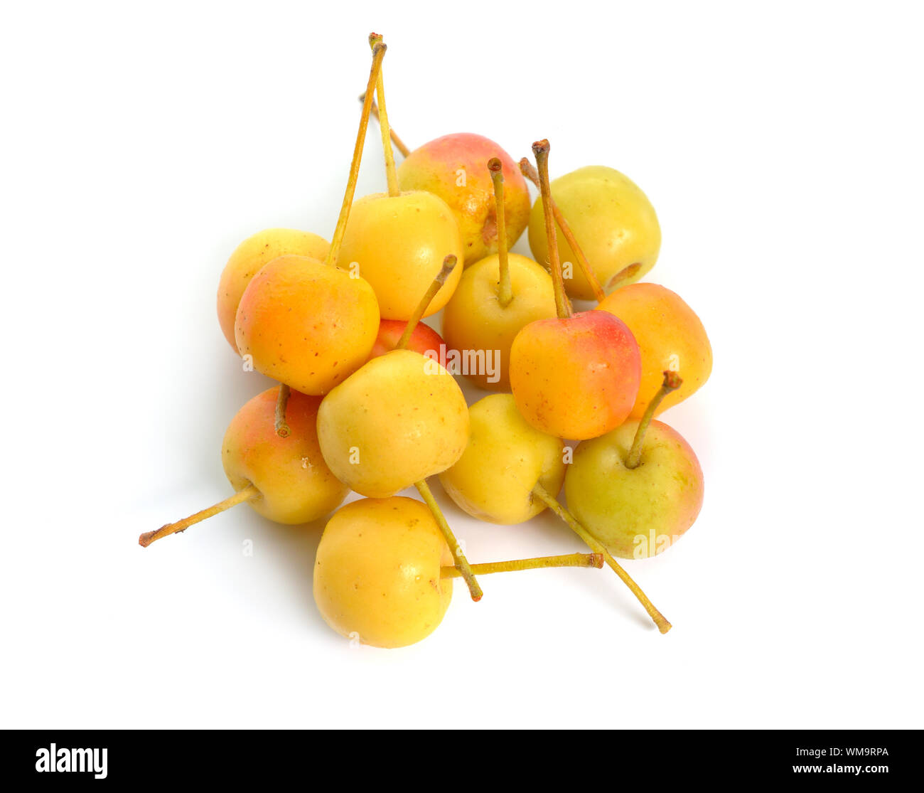 Siberian crabapple siberian crab manchurian Cut Out Stock Images ...