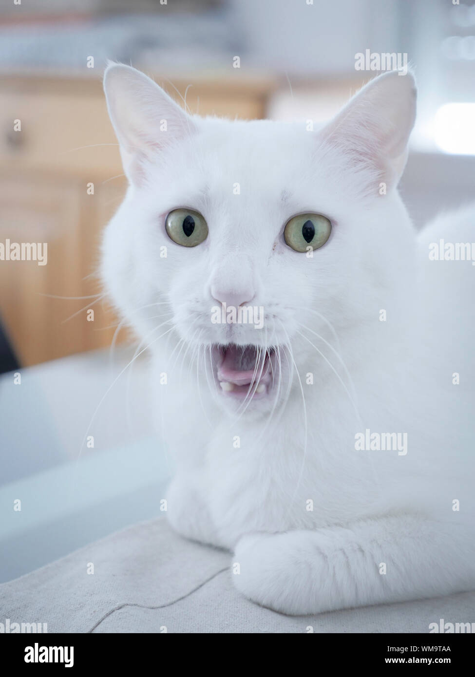 Angry white people hi-res stock photography and images - Alamy