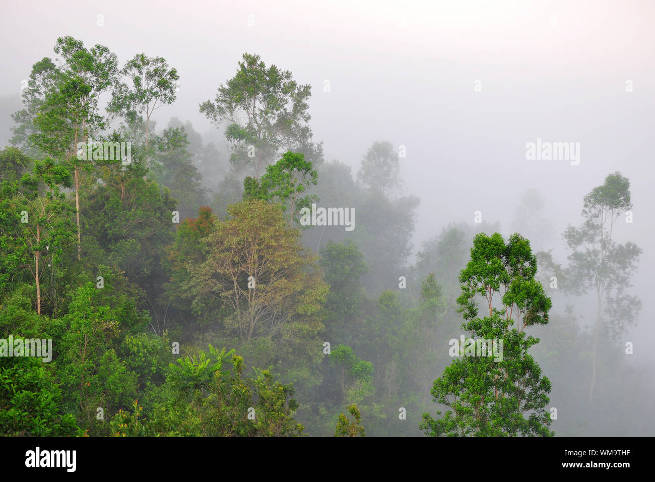 Reforestation tropical rainforest hi-res stock photography and images ...