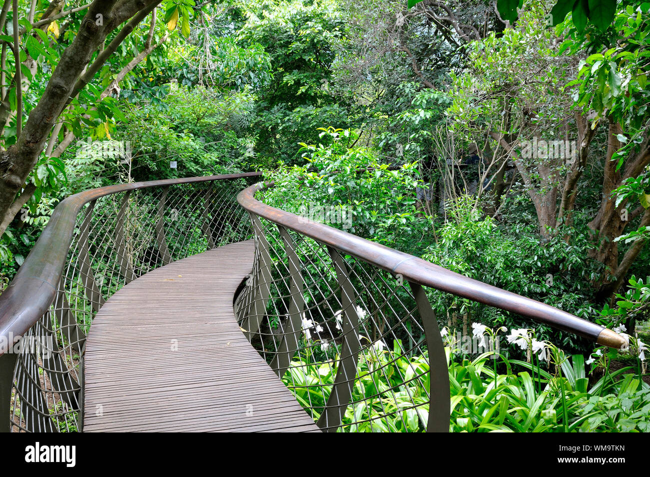 Kirstenbosch Centenary Tree Canopy Walkway called the Boomslang (Tree ...