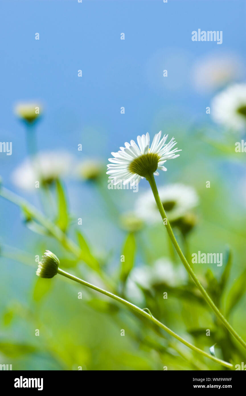 small white daisy Stock Photo - Alamy