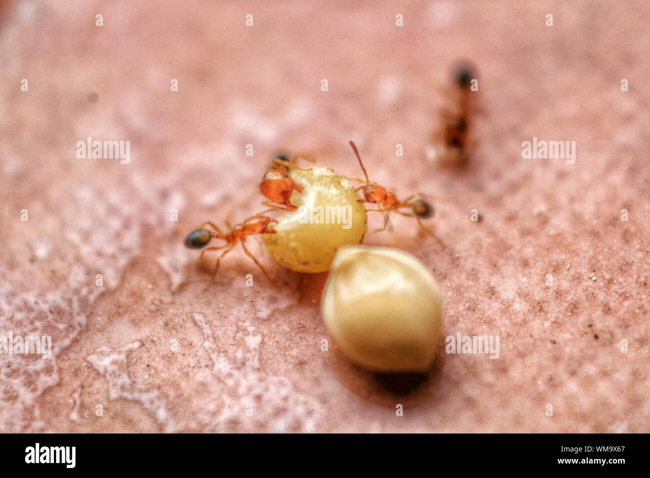 Close-up Of Ants And Larva Stock Photo - Alamy
