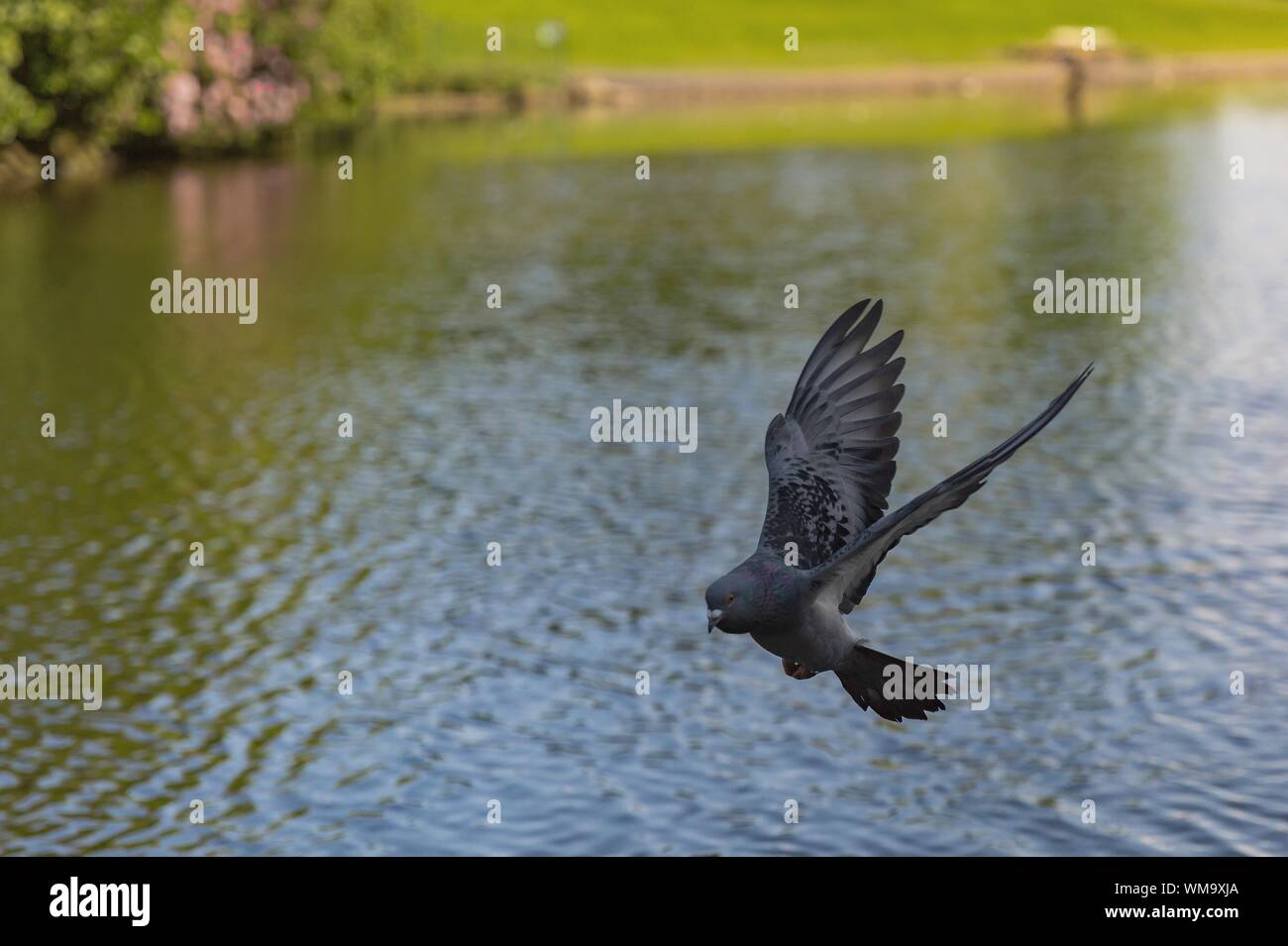 Waterfront pigeon hi-res stock photography and images - Alamy